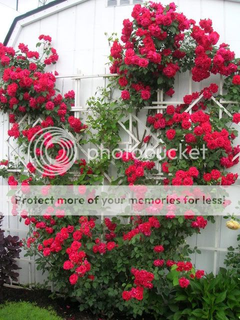 Blaze Climbing Rose Photo by jess2132000 | Photobucket